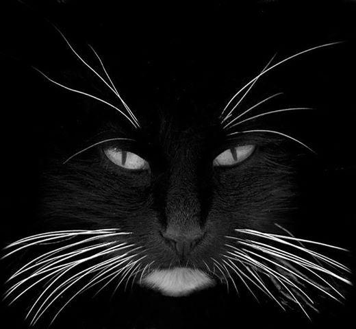 Jewelry of Cats and Cat Breeds – Tempi Design Studio
